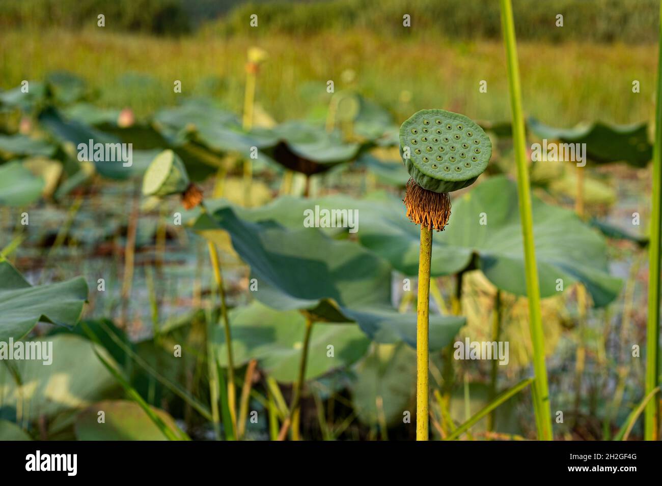 Receptacle of the flower hi-res stock photography and images - Alamy