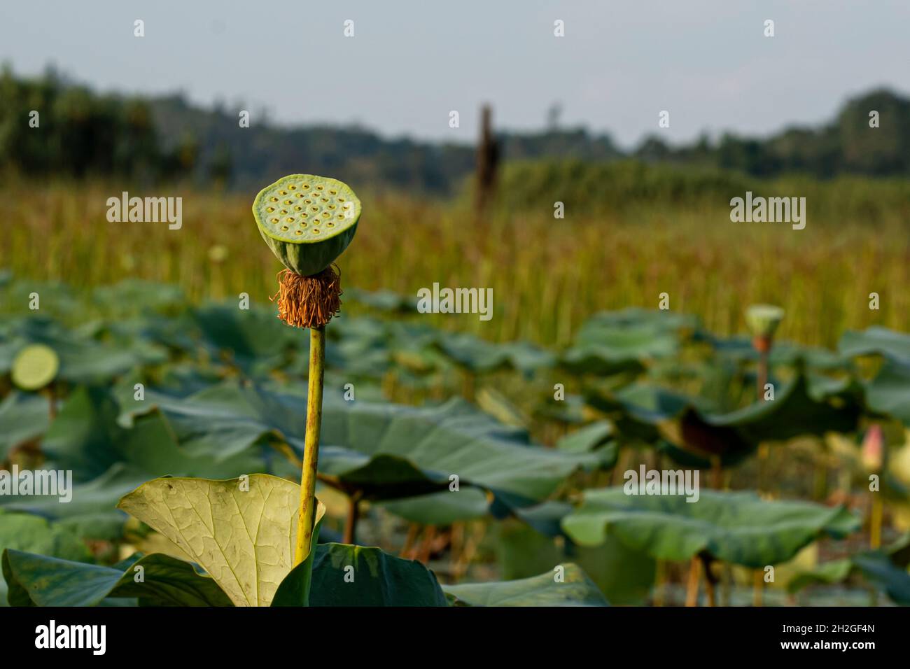 A single carpellary receptacle of the sacred lotus on a pond. Selective ...