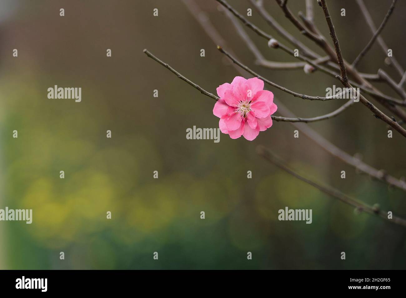 The symbol of spring Stock Photo - Alamy