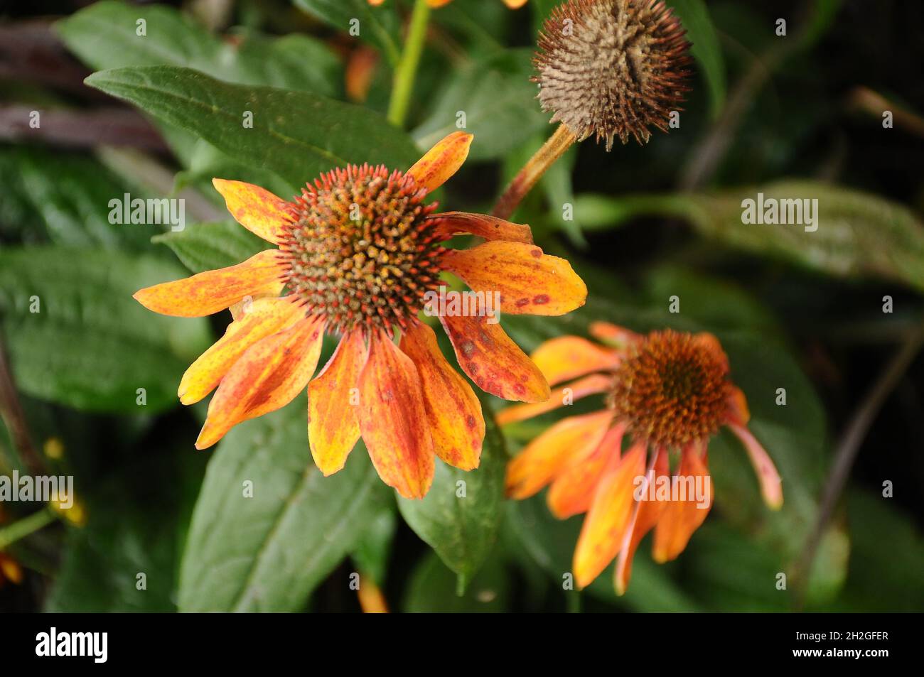 Copenhagen, Denmark.,14 October 2021,/Halloween season in tivoli Garden ...