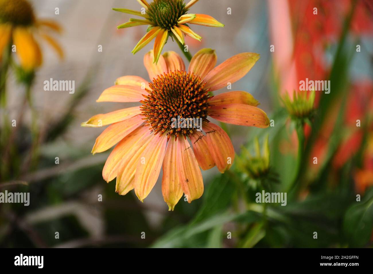 Copenhagen, Denmark.,14 October 2021,/Halloween season in tivoli Garden ...