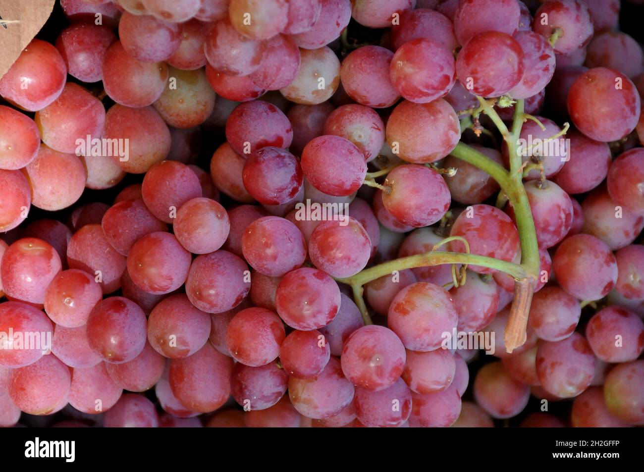 Copenhagen, Denmark.,16 October 2021,/Grapes fruit for sale at fruit ...