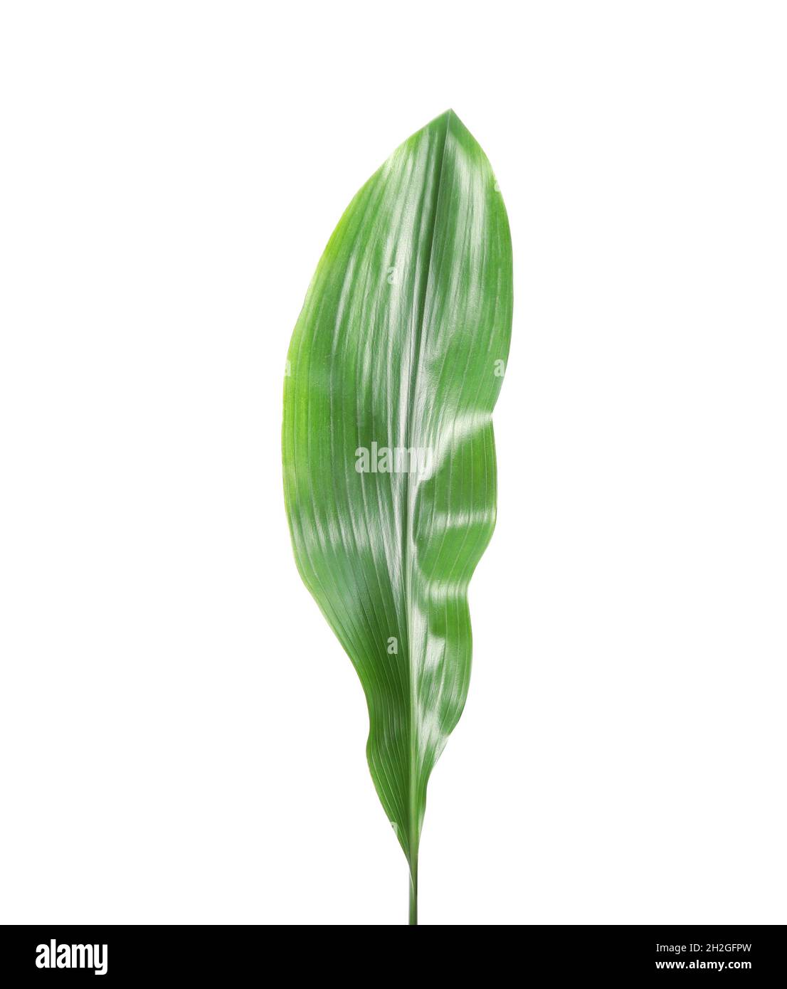 Aspidistra Leaves High Resolution Stock Photography and Images - Alamy
