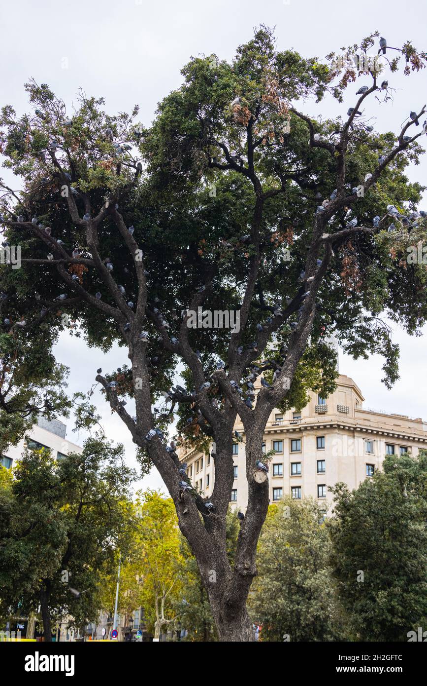 Birds or pigeons in a tree at plaza de Catalunya in the city of ...