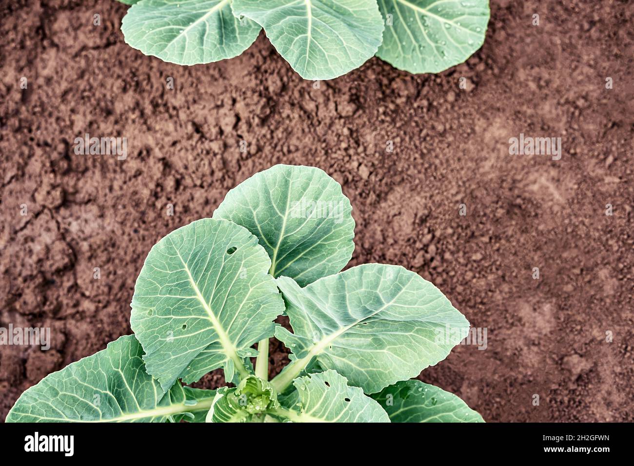 Young Cabbage Plant