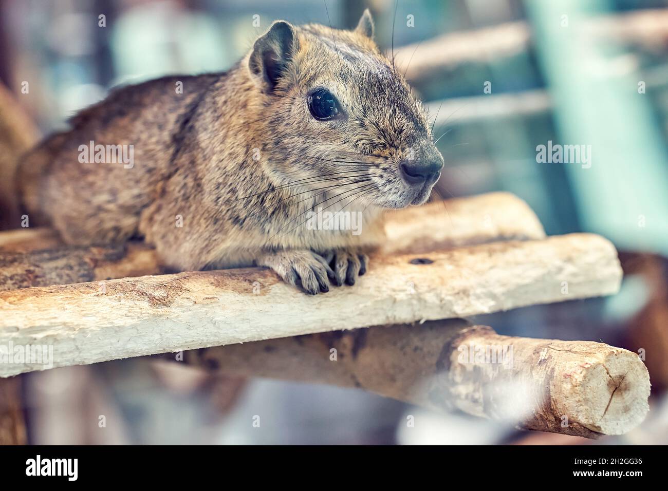 Cute fluffy grey rock cavy exotic rodent rests lying on small wooden ...