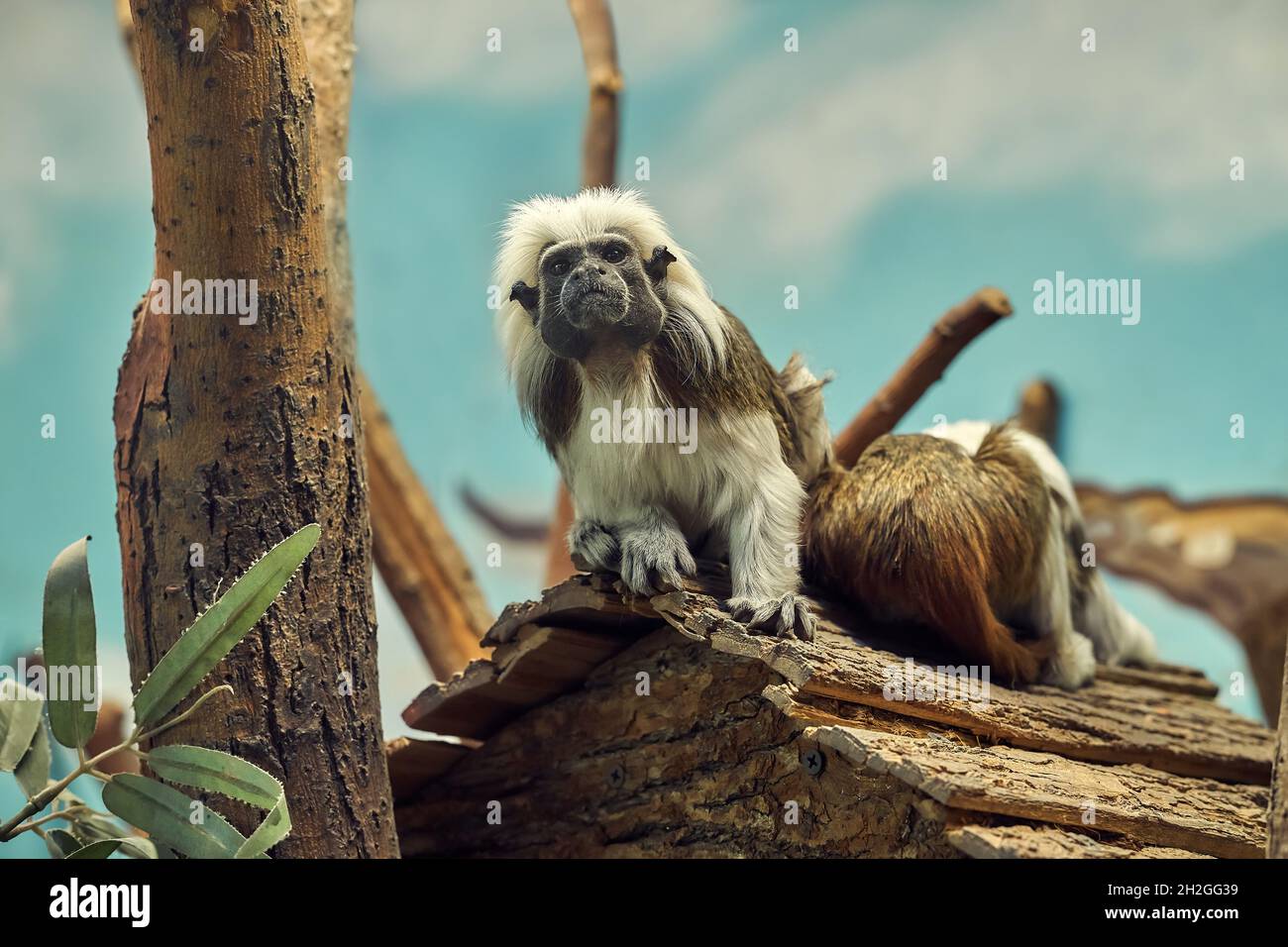 Funny long haired cotton headed tamarin sits with friend on roof of ...