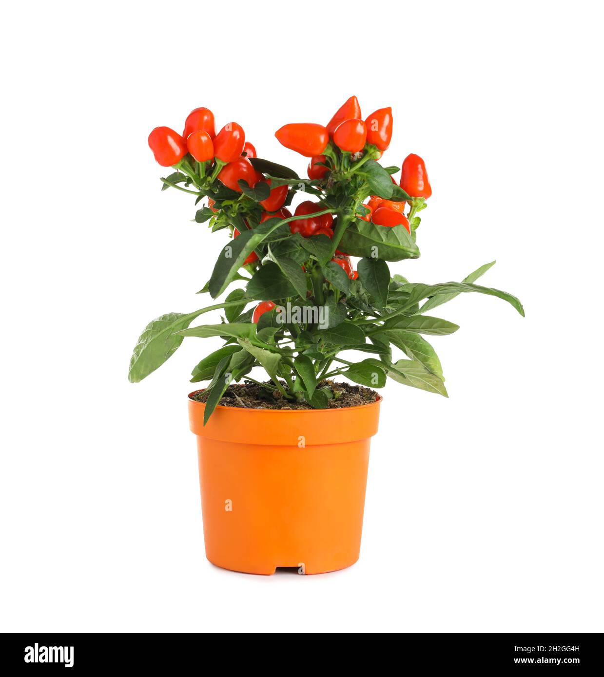 Potted chili pepper plant on white background Stock Photo - Alamy