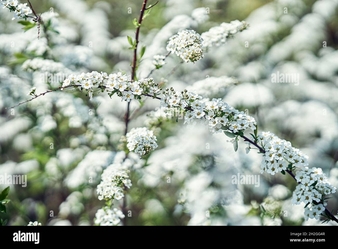 Thin twigs of apple tree with white small aromatic blooming flowers ...