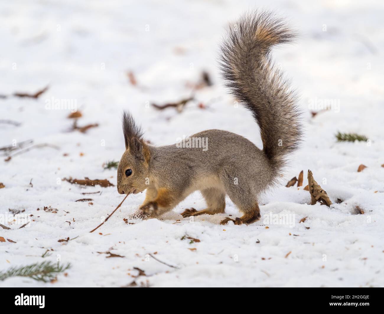 Sciurus vulgaris hides nuts hi-res stock photography and images - Alamy