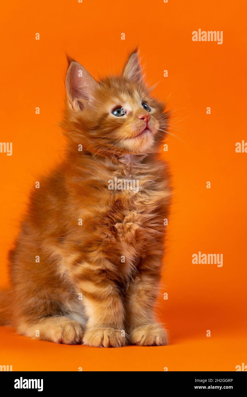 Portrait of male Maine Cat of color red classic tabby six weeks old ...