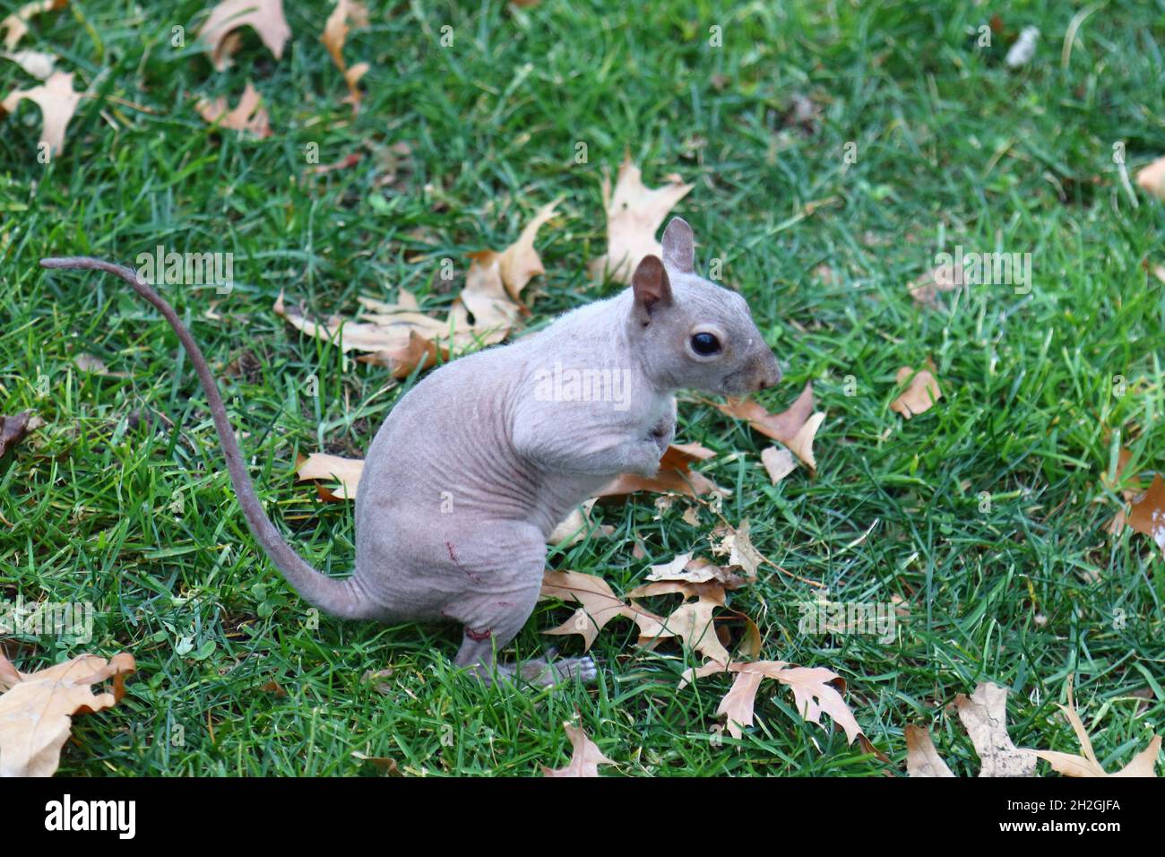 Squirrel With No Fur