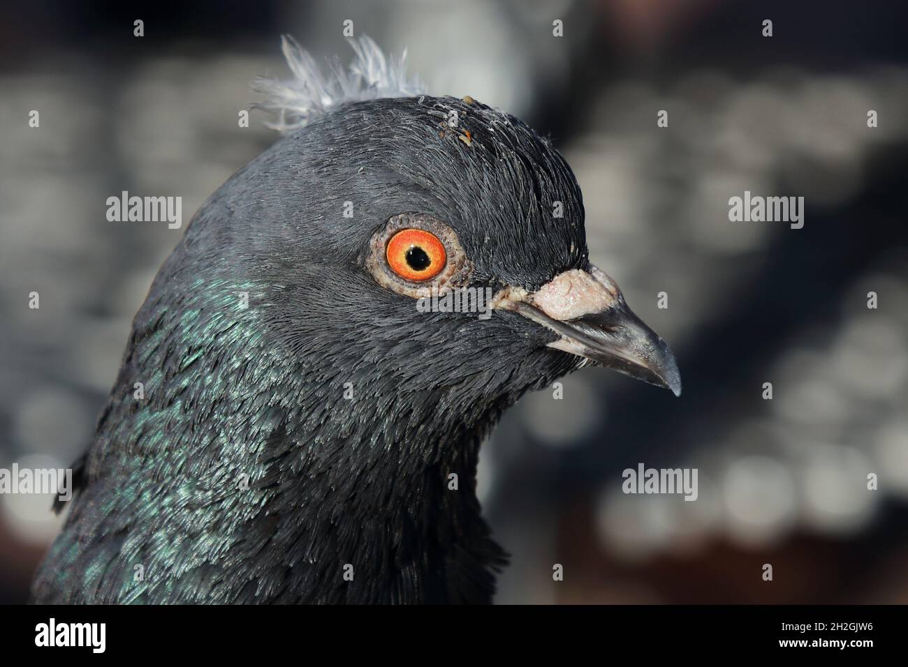 Tauben taube hi-res stock photography and images - Alamy