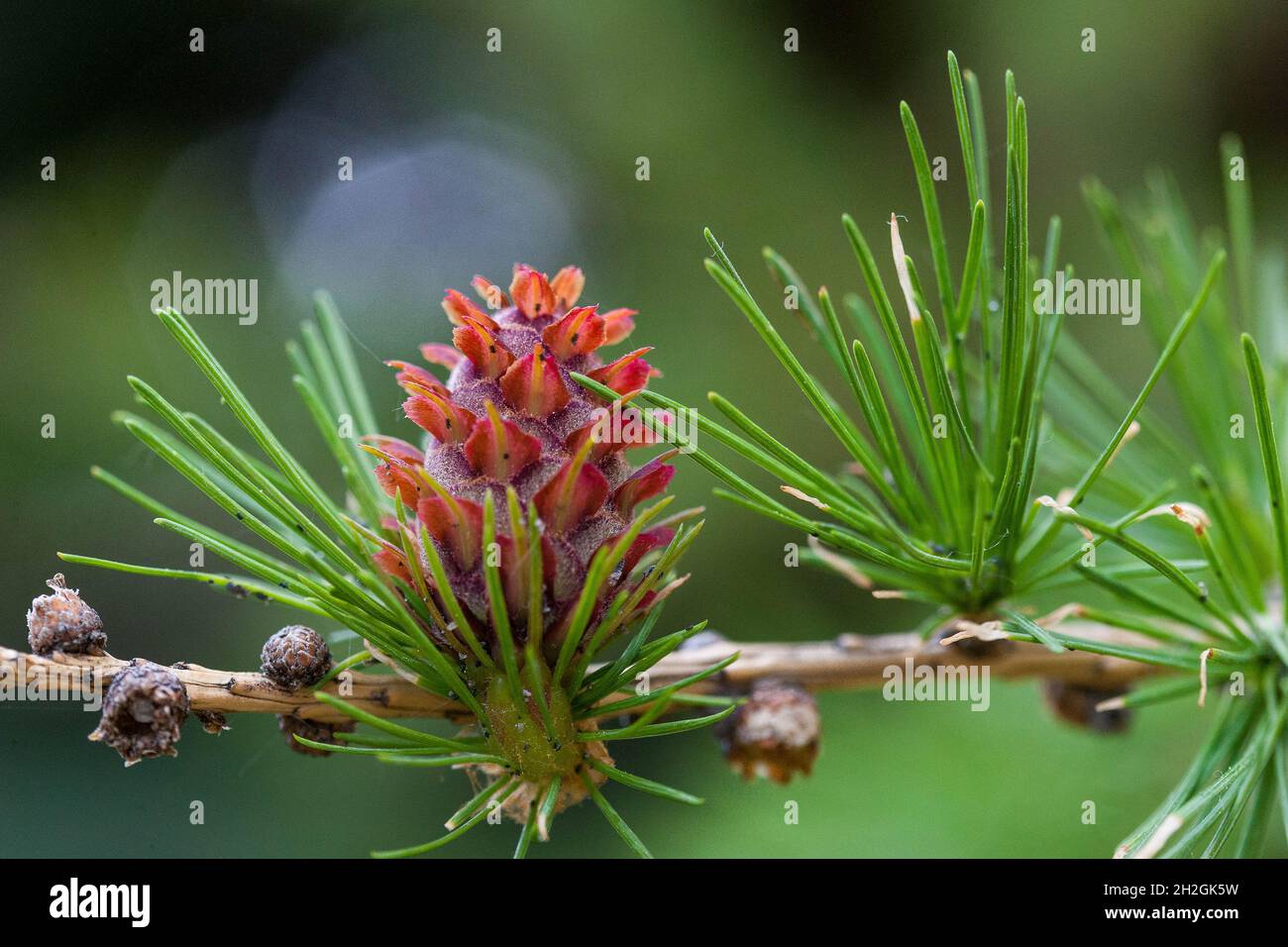 FEMALE CONE OF LARCH (LARIX DECIDUA Stock Photo - Alamy