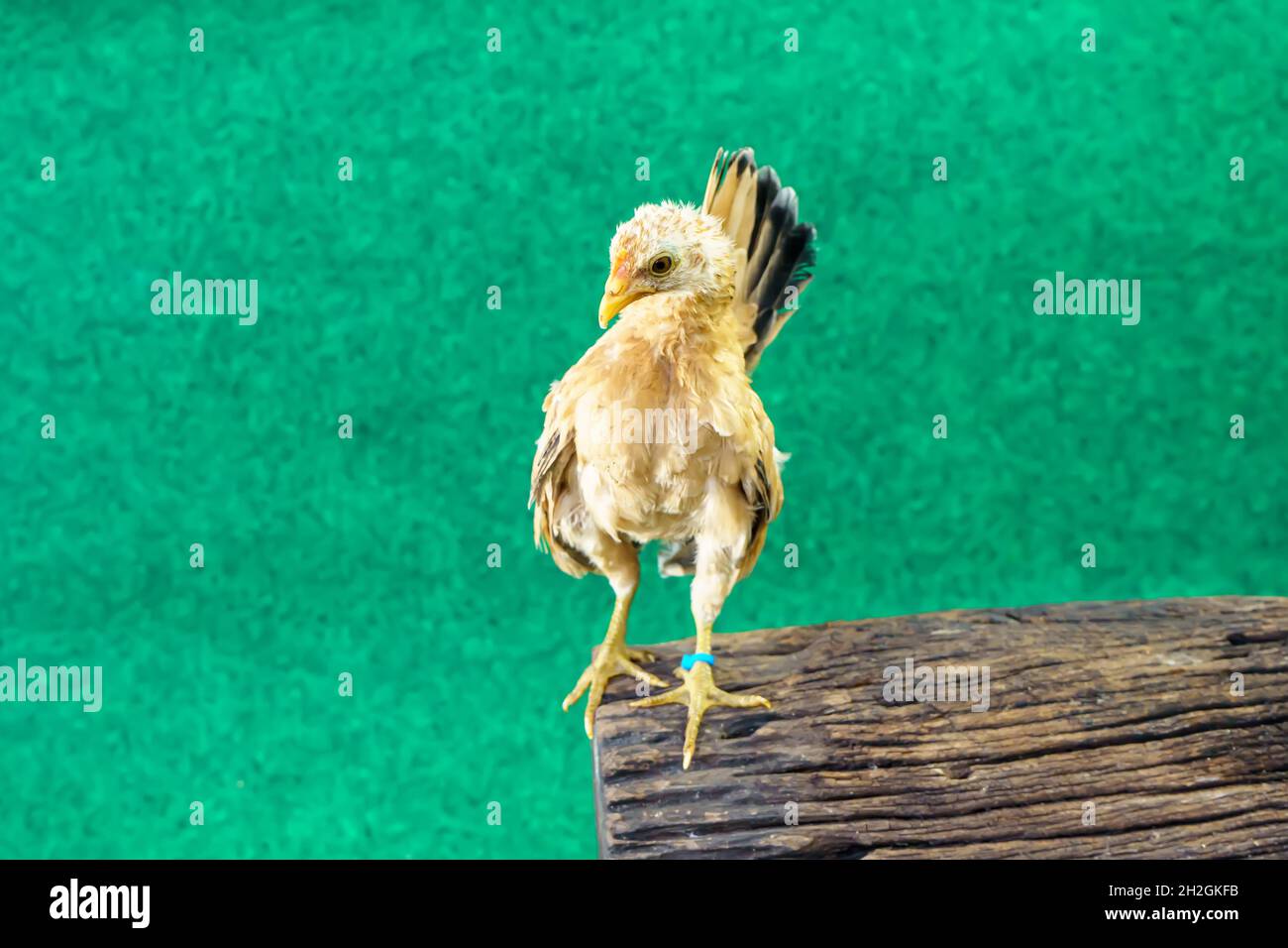 The serama or the malaysian serama are poses on the timber Stock Photo ...