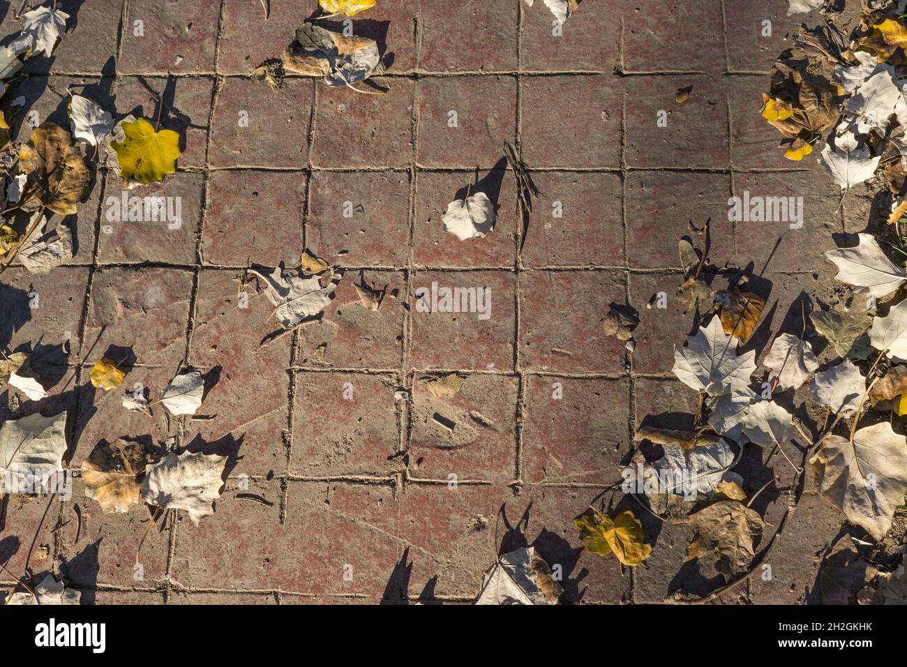 Natural stamped concrete pavement texture outdoor flooring with leaves ...