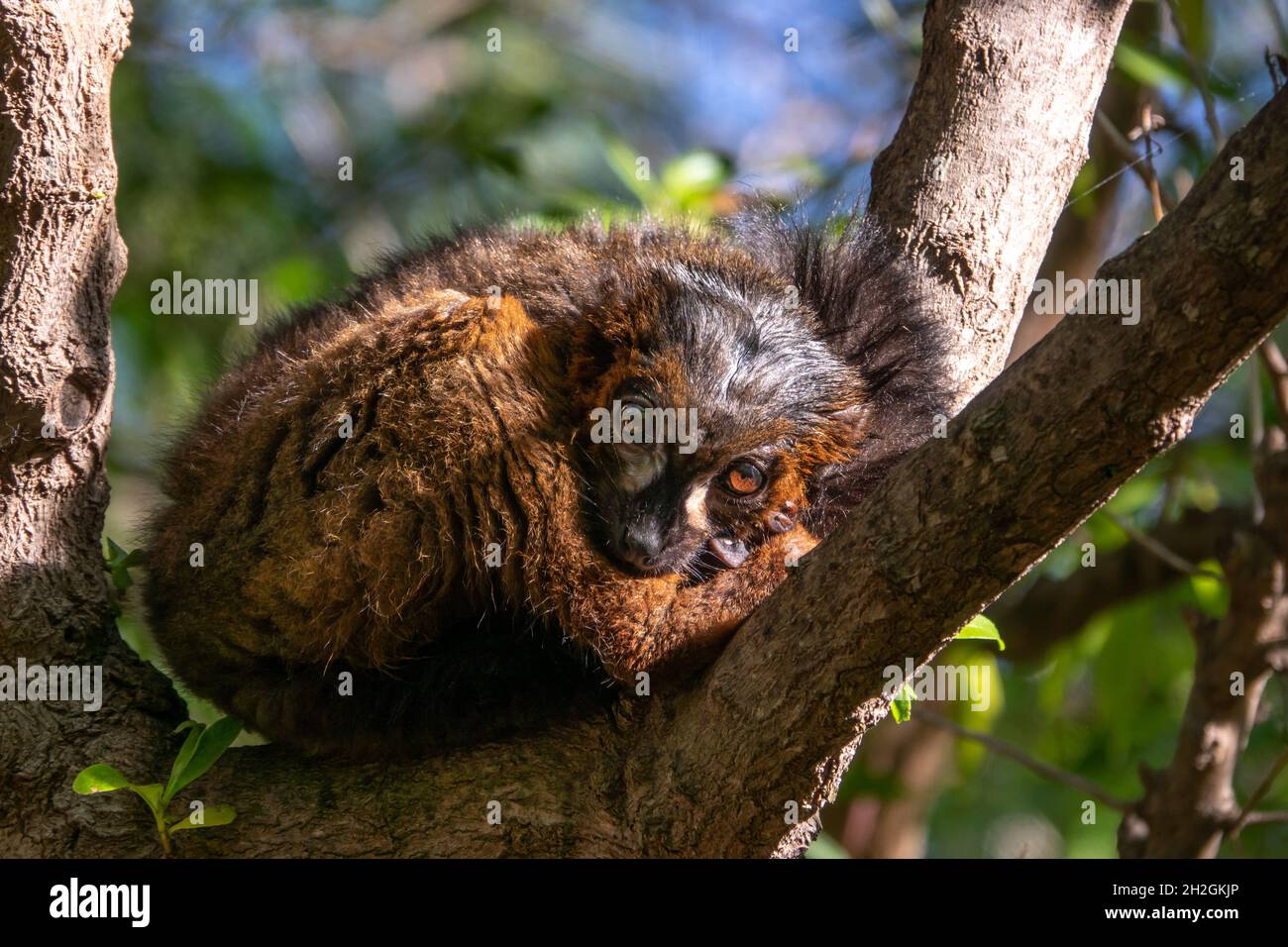 Red-bellied Lemur Eulemur rubriventer in a tree, rainforest Madagascar ...