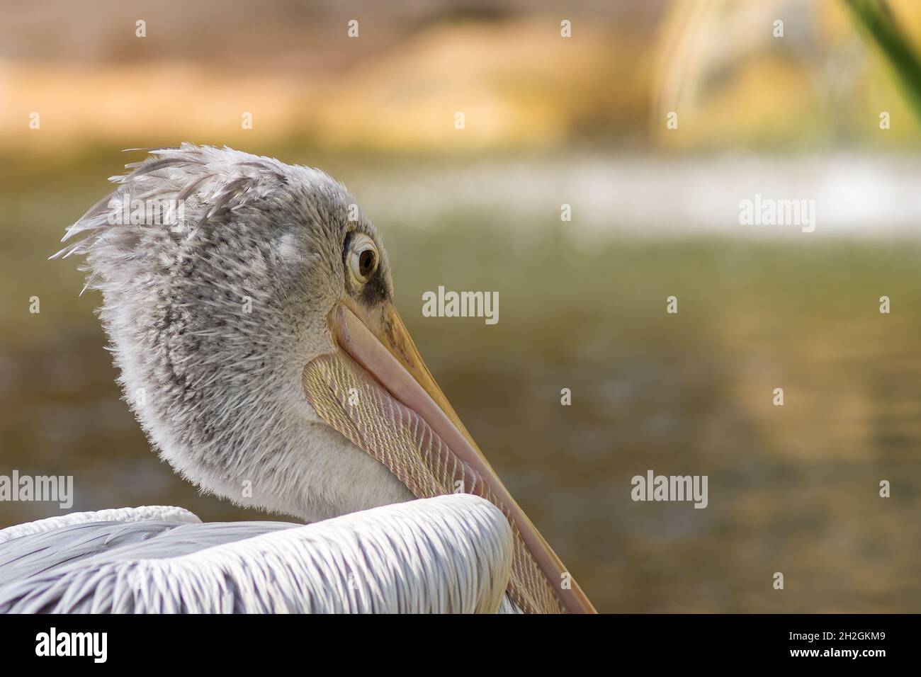 Pelican eye hi-res stock photography and images - Alamy