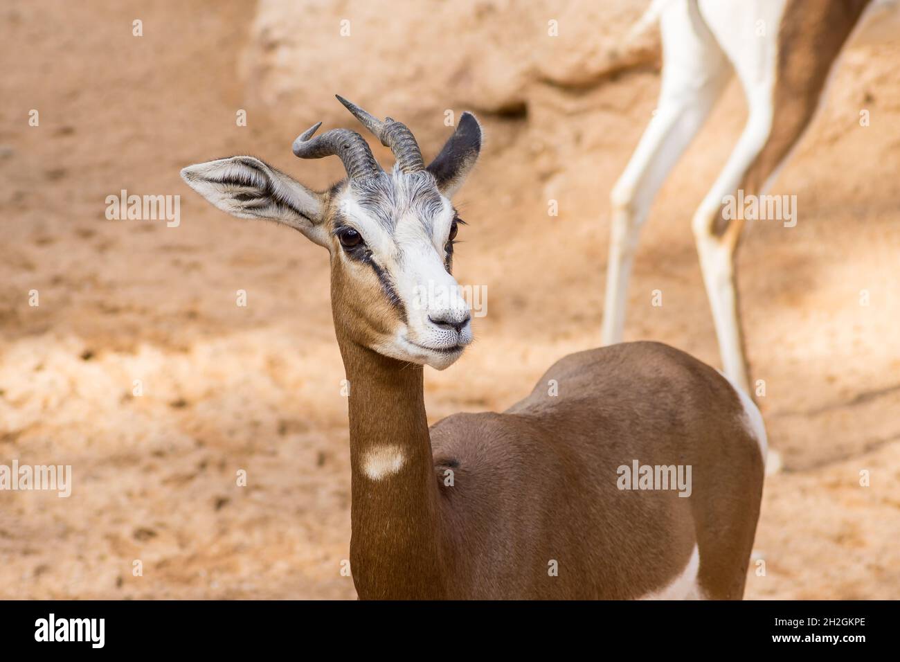 African Thomson's Gazelle Eudorcas Thomsonii . Thomson's Gazelle ...