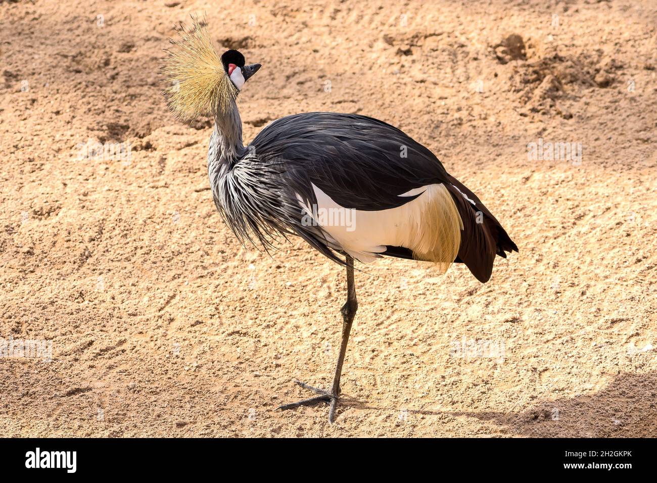 Grey Crowned Crane, Crane crowned gray neck, Balearica regulorum ...