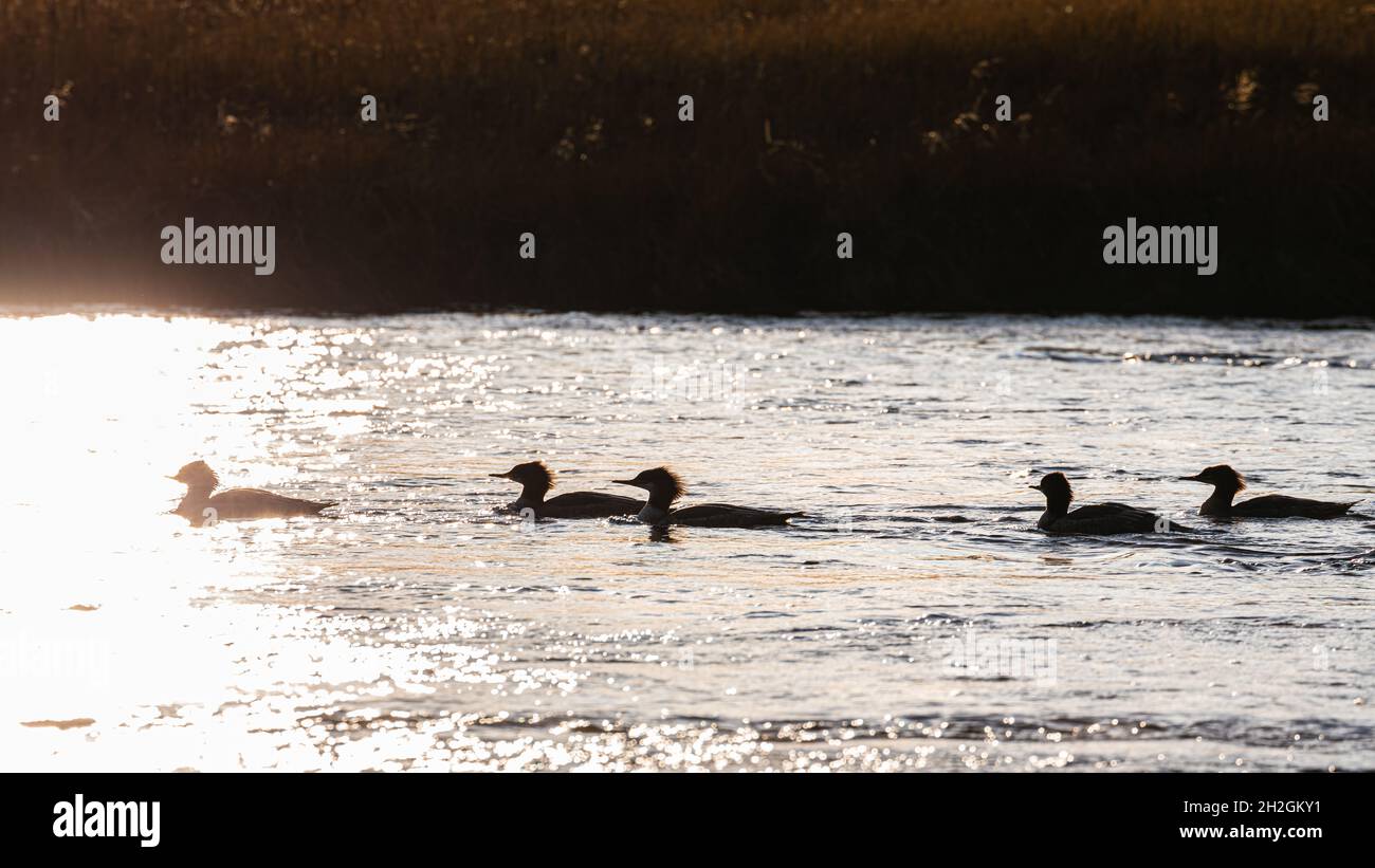 Natural scene of silhouetted floating ducks on river surface with ...
