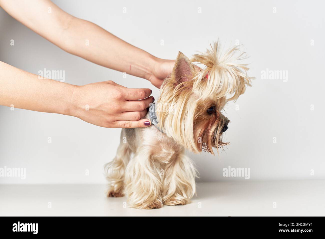 Yorkshire Terrier mammals friend of human isolated background Stock ...