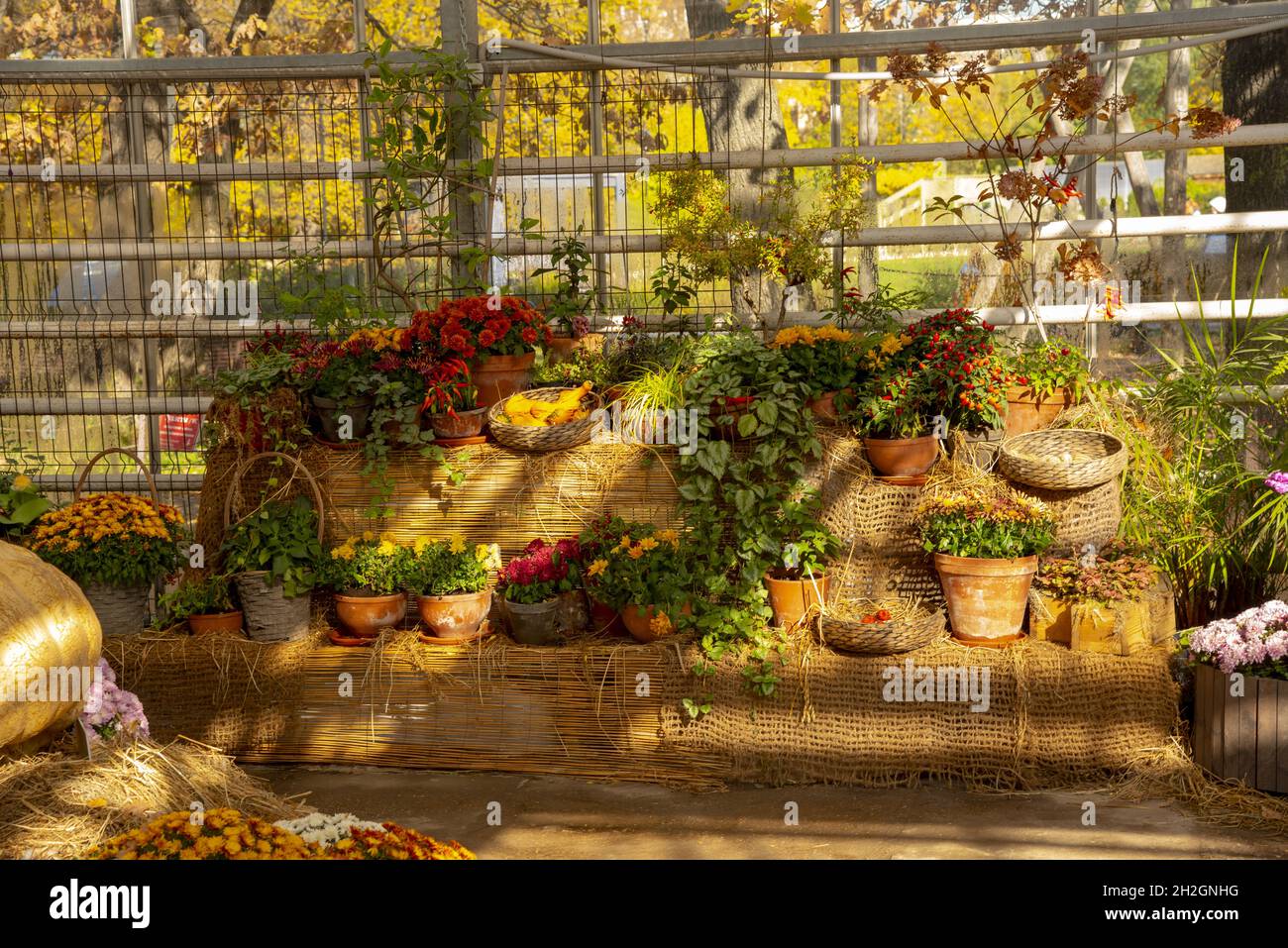 Autumn composition, illuminated by sunlight. A variety of autumn ...