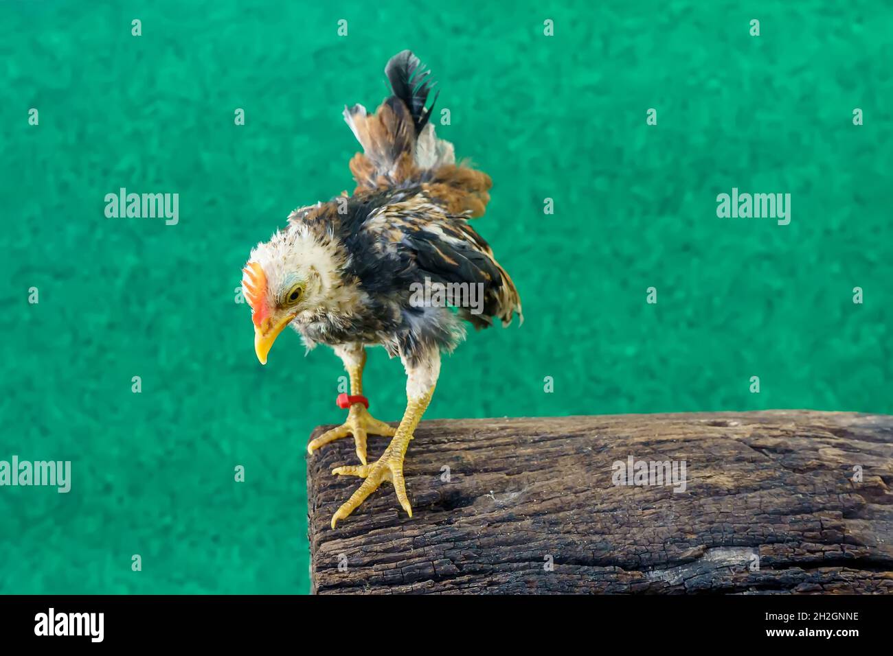 The serama or the malaysian serama are poses on the timber Stock Photo ...