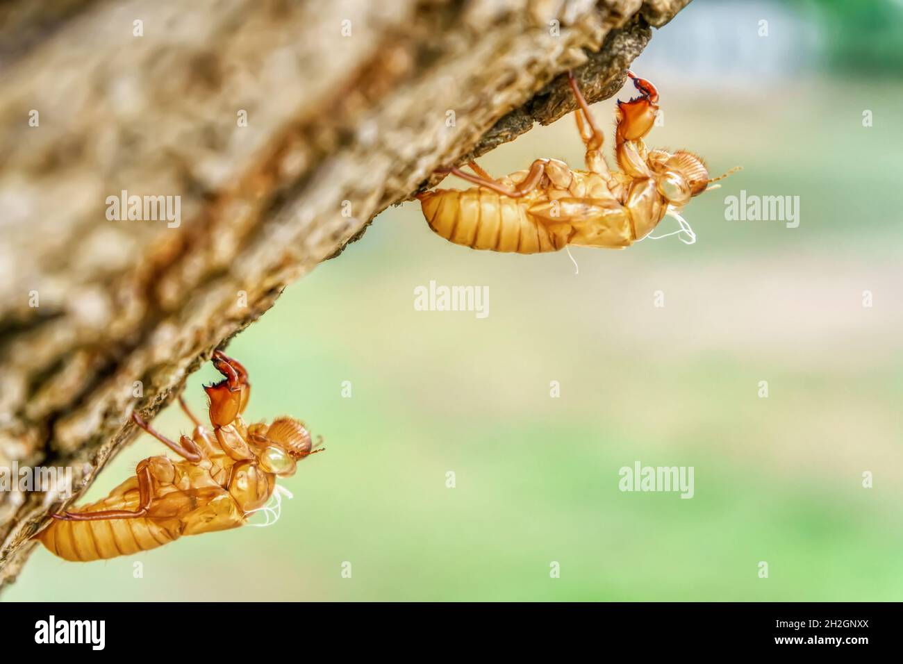 The cicada stains on trees in a nature background Stock Photo - Alamy