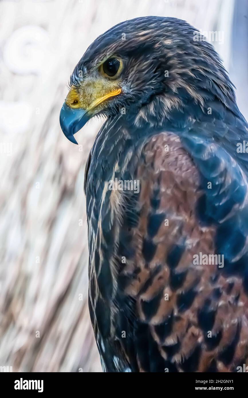 The hawk is a popular pet in Thailand Stock Photo - Alamy