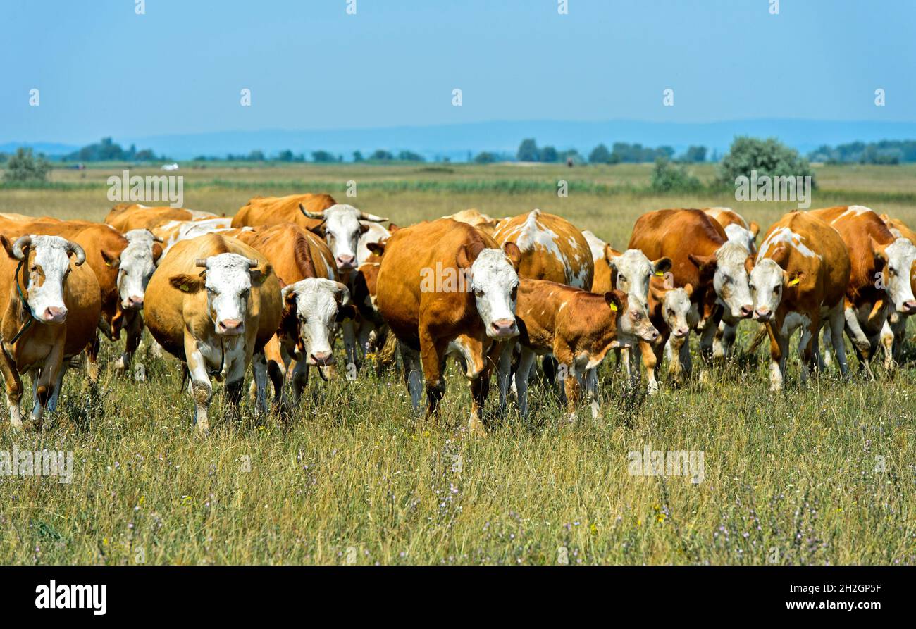 Simmental cattle hi-res stock photography and images - Alamy
