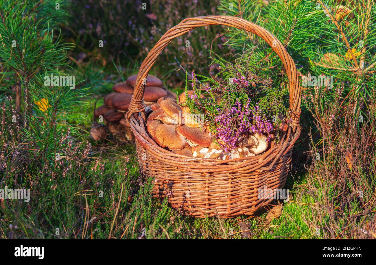 Still life outdoor hi-res stock photography and images - Alamy
