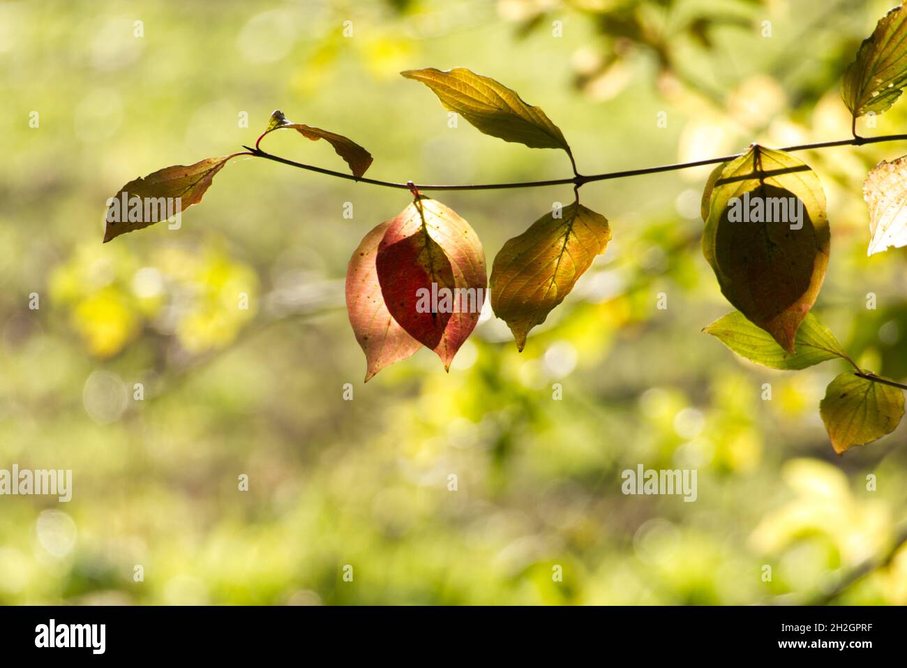 Translucent autumn leaves, illuminated by sunlight from behind. Bokeh ...