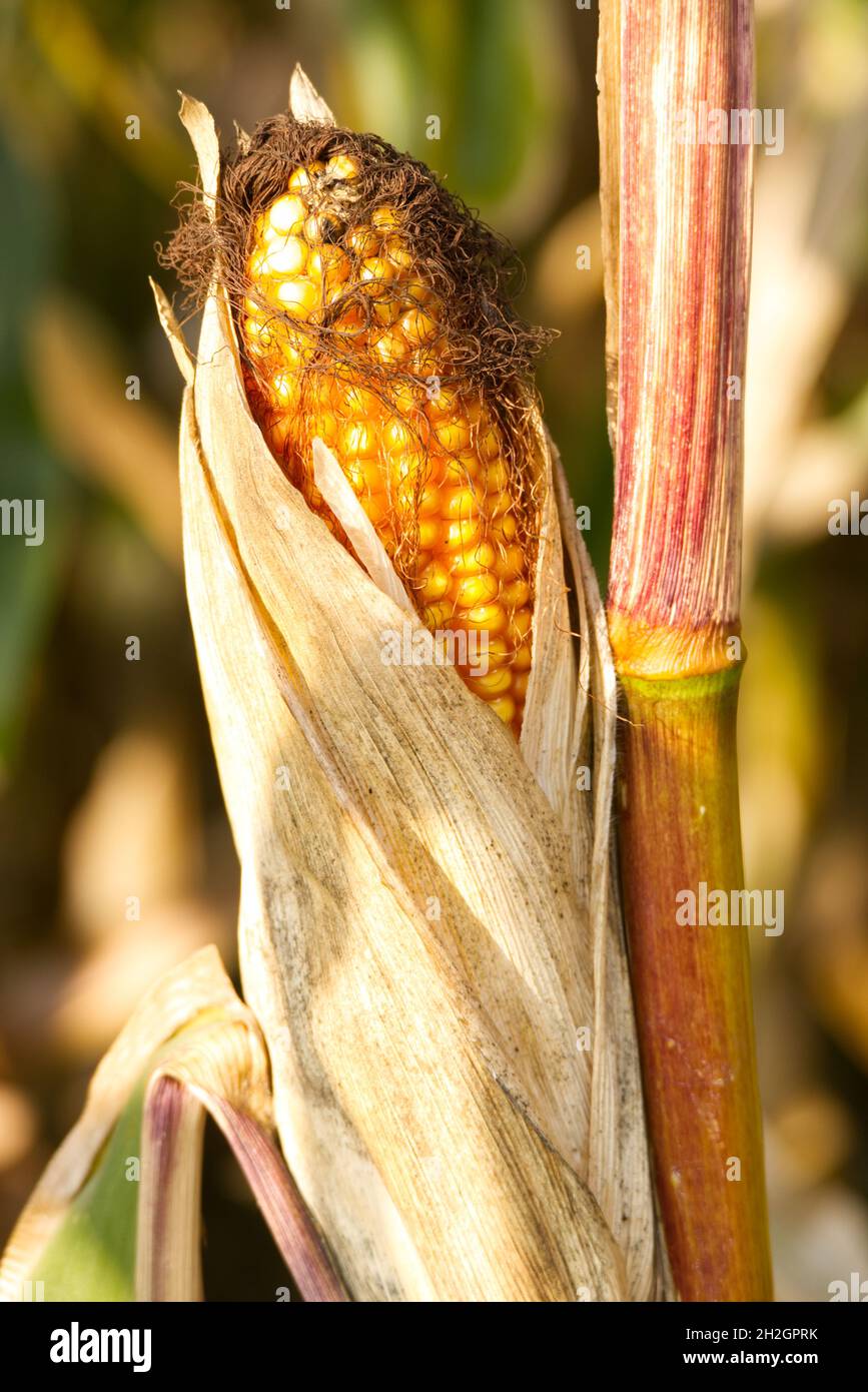 An ear of ripe maize (also known as corn or sweetcorn) still growing on ...