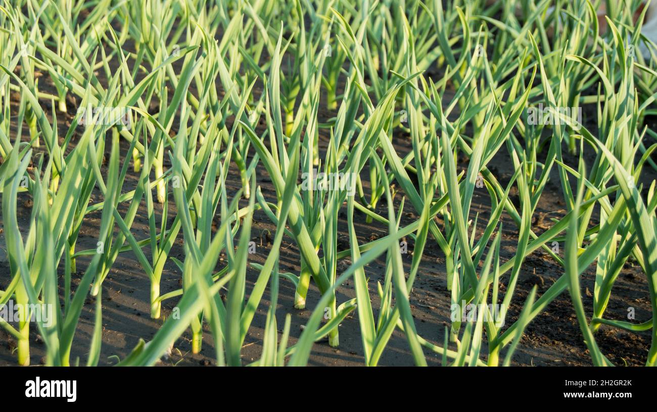 Close-up of garlic and onion cultivation, natural vegetable background ...