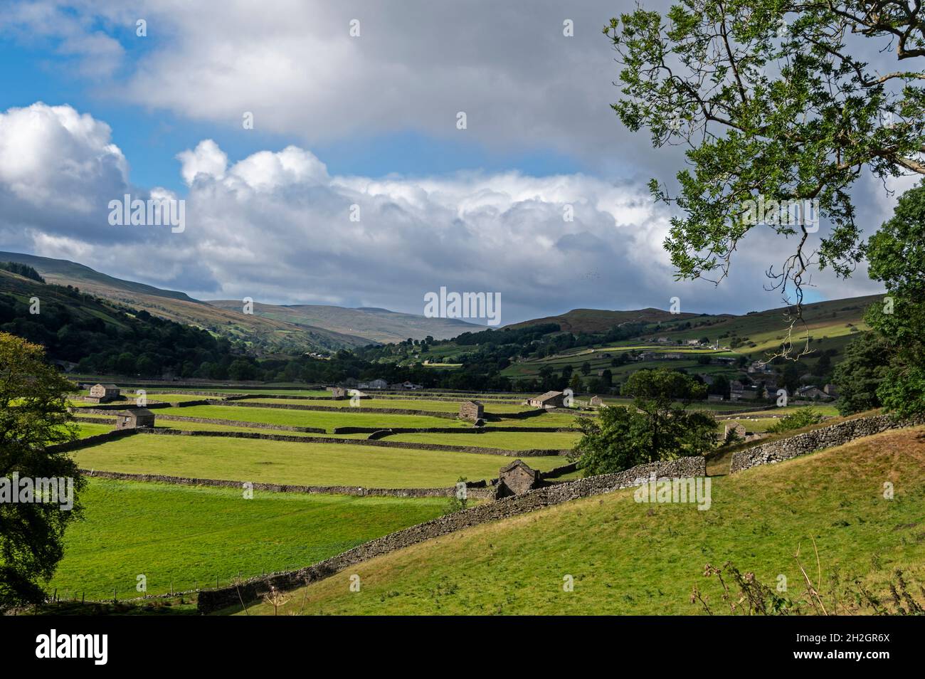 Agricultural land divided up with drystone walls in Swaledale near the ...