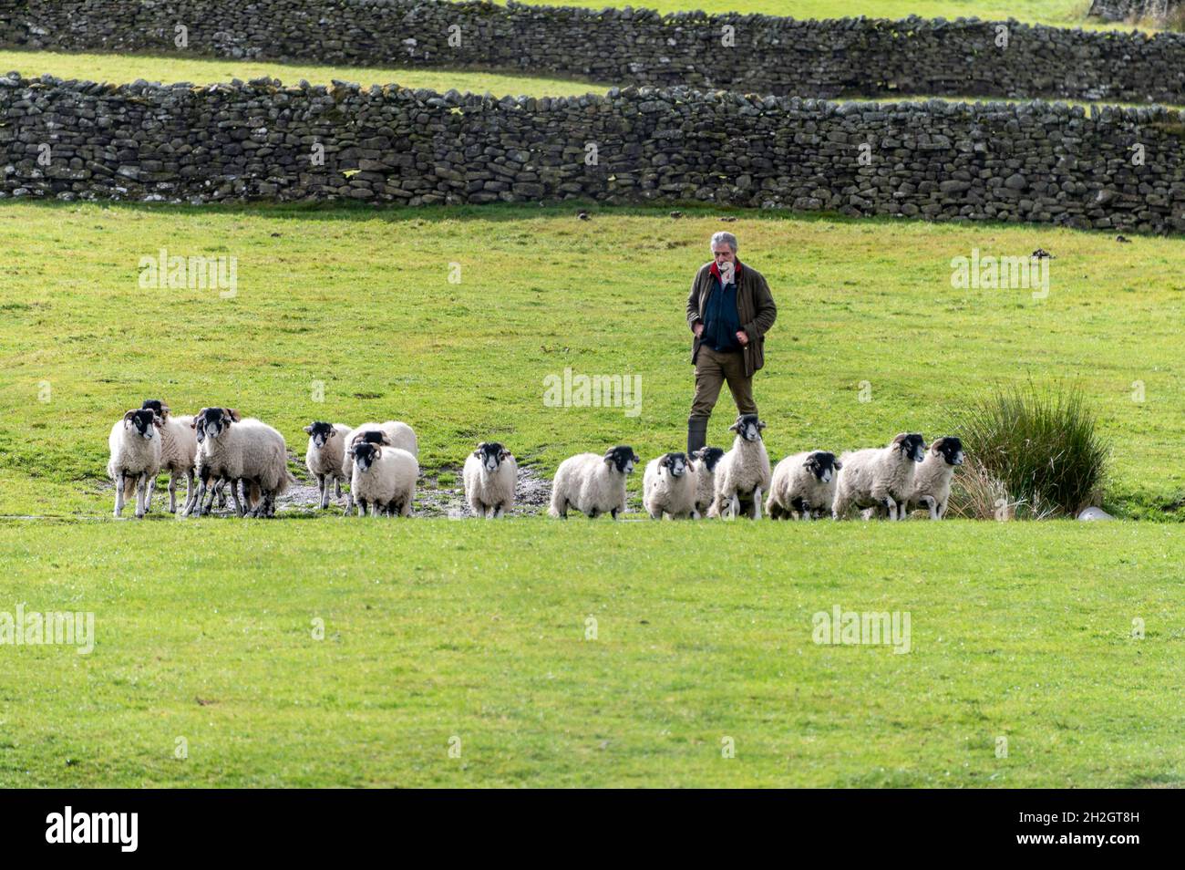 Ravenseat sheep hi-res stock photography and images - Alamy