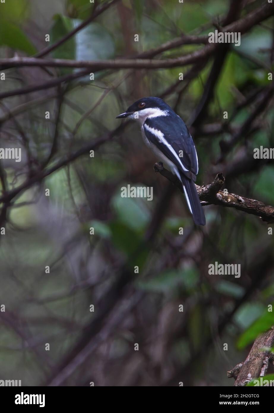 Bar-winged Flycatcher-shrike (Hemipus picatus leggei) adult perched on ...