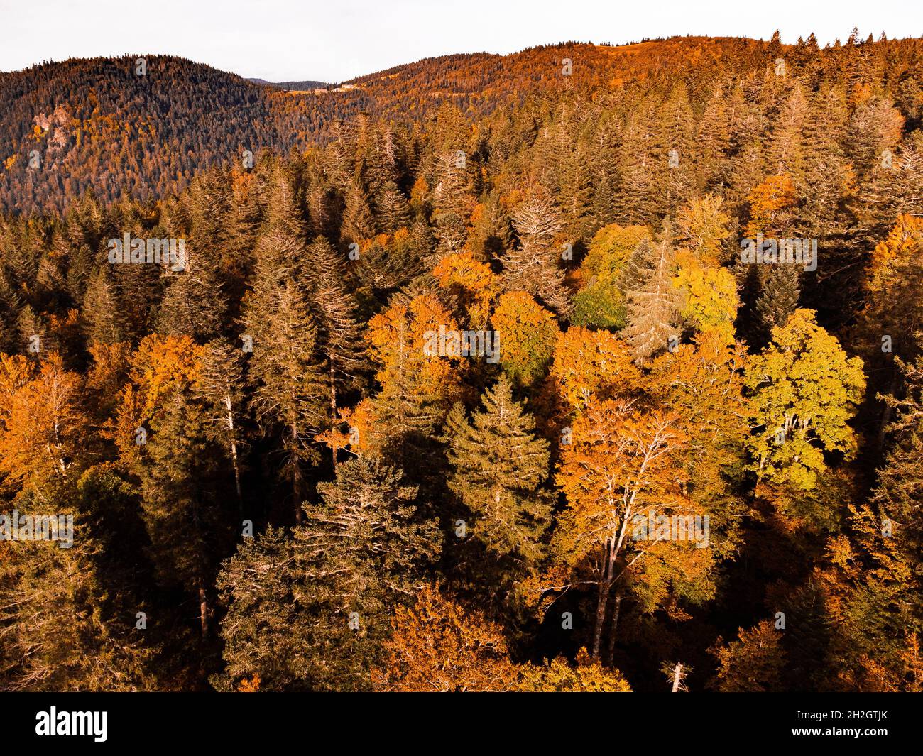 Aerial view of autumn forest during fall season Stock Photo - Alamy