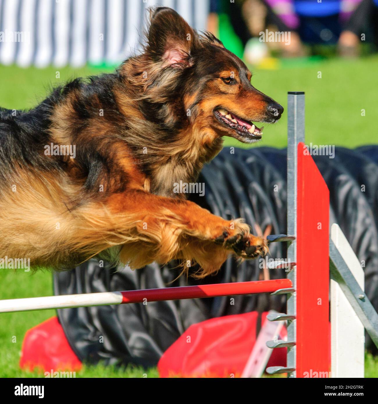 Dog jumping over hurdle in agility course Stock Photo - Alamy