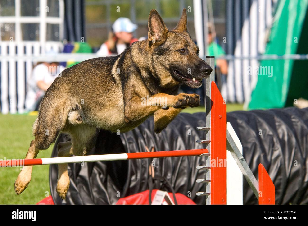 Dog jumping over hurdle in agility course Stock Photo - Alamy
