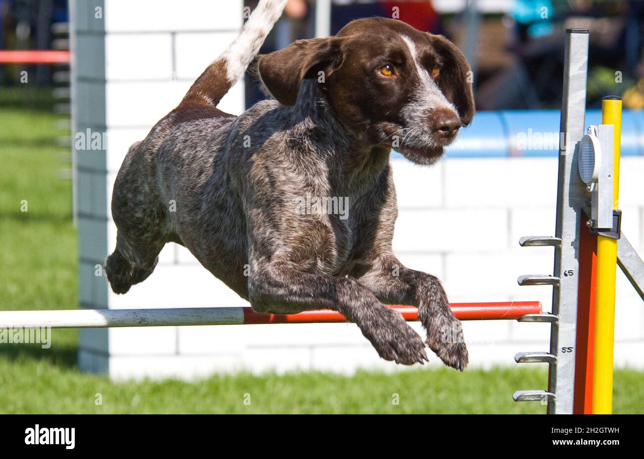 Dog jumping over hurdle in agility course Stock Photo - Alamy