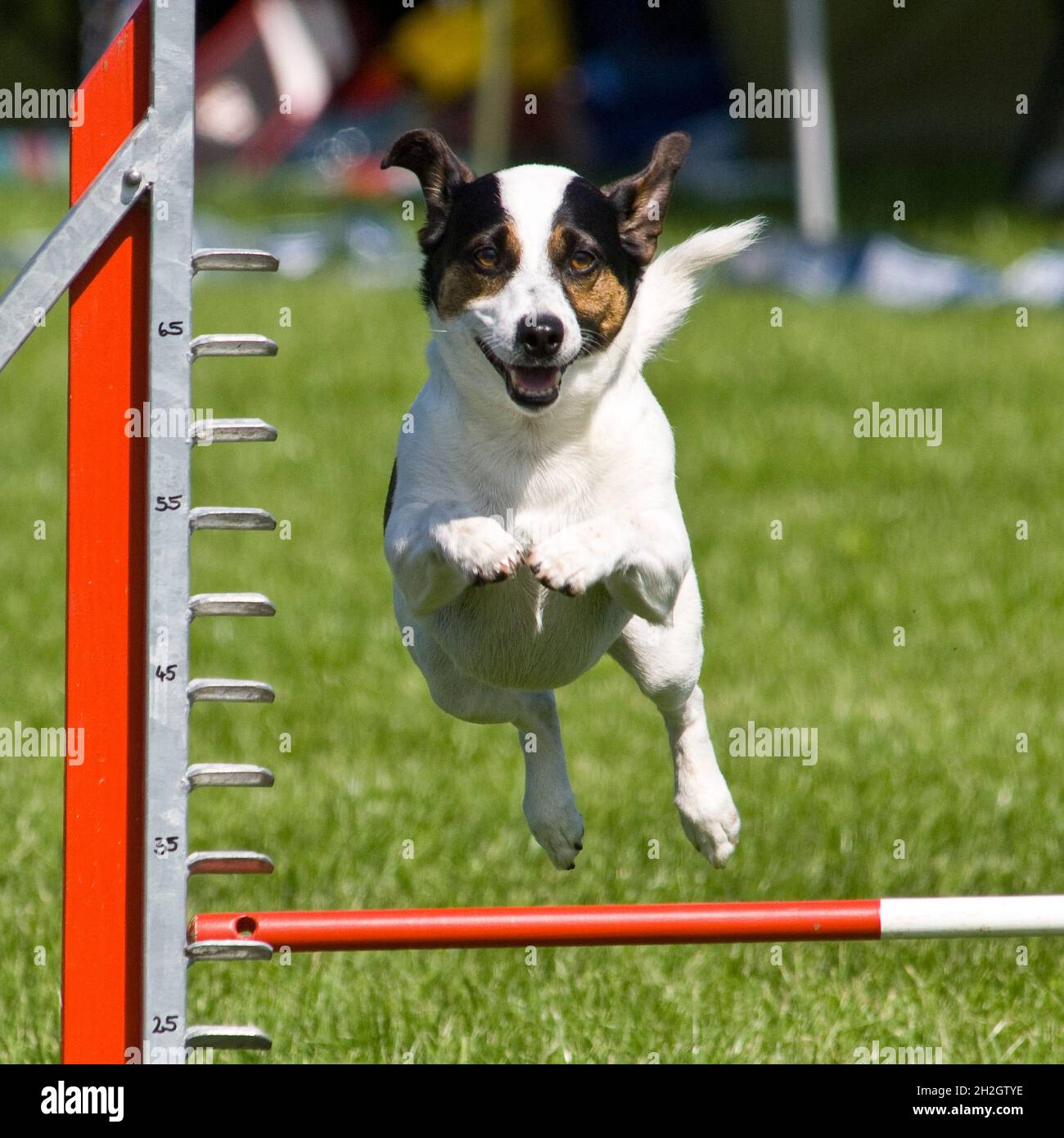 Dog jumping over hurdle in agility course Stock Photo - Alamy