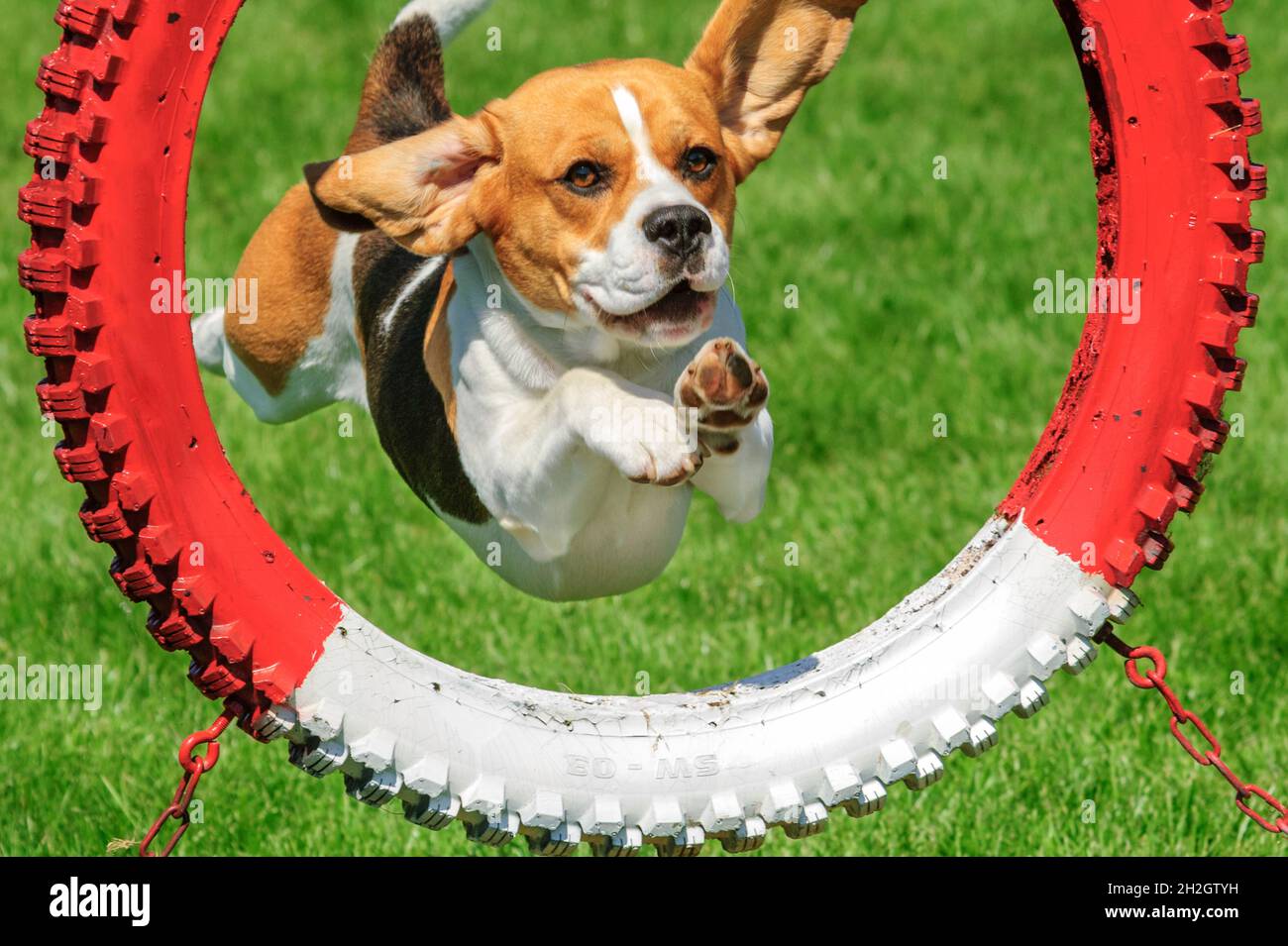 Dog at Agility - fast dog sport for disciplined dogs Stock Photo - Alamy
