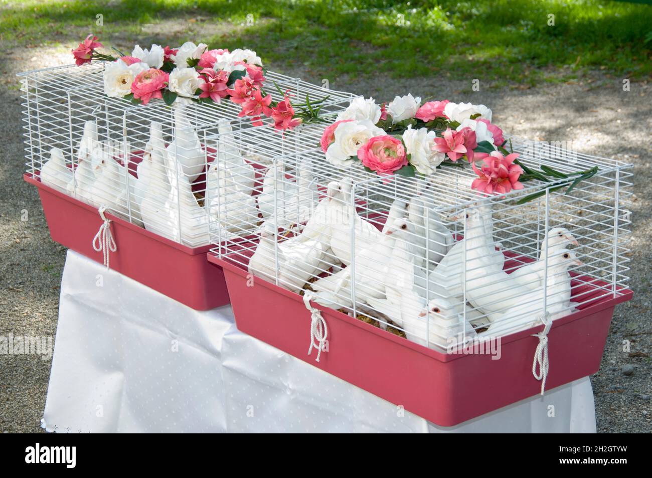 Wedding pigeons shortly before being used in the cage Stock Photo - Alamy