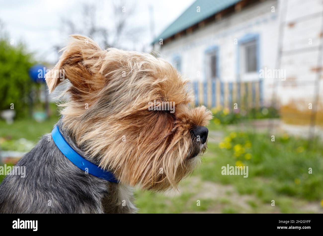 Beautiful yorkshire terrier outdoors. Portrait of nice dog Stock Photo ...