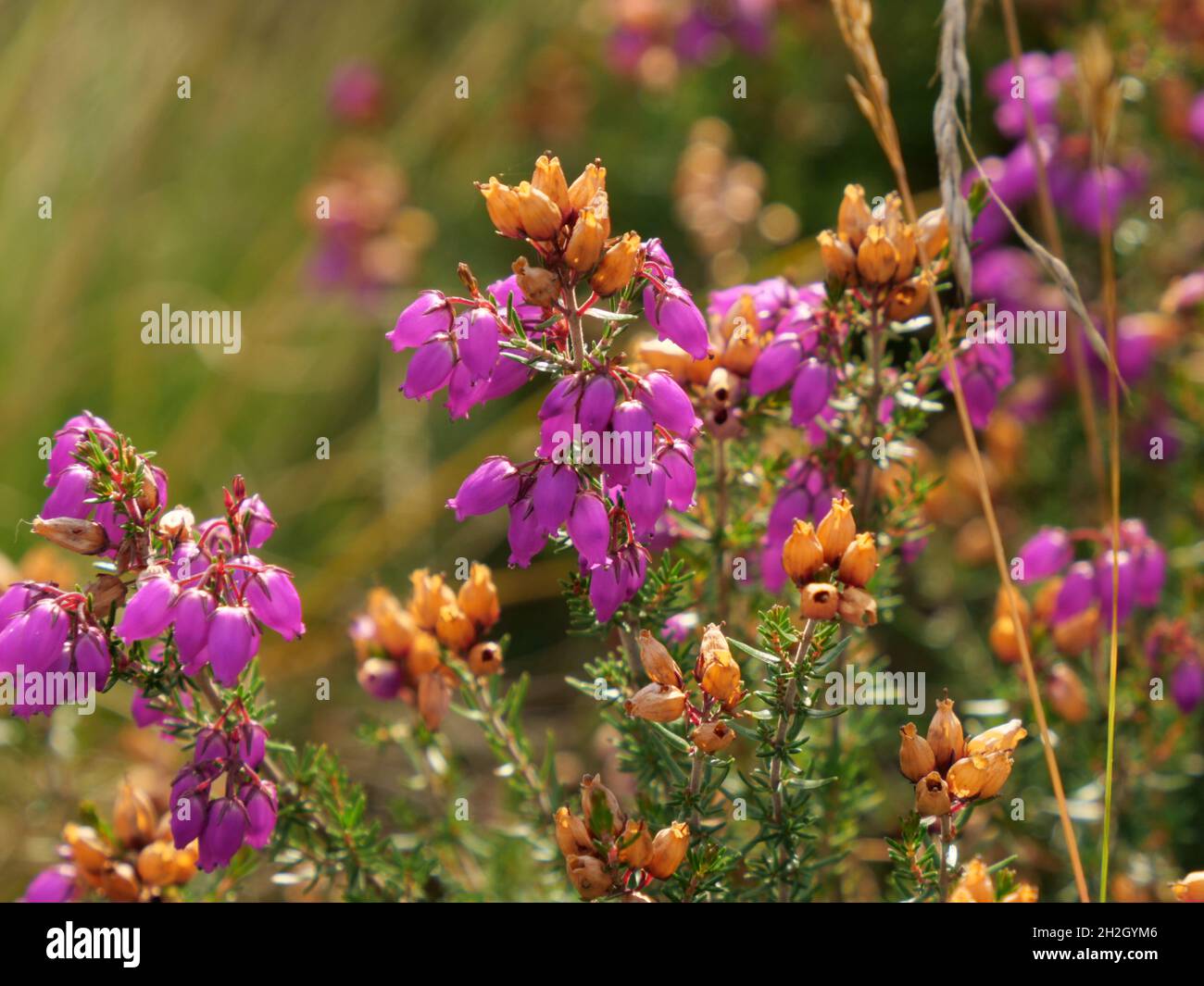 Closeup shot dry wildflowers hi-res stock photography and images - Alamy