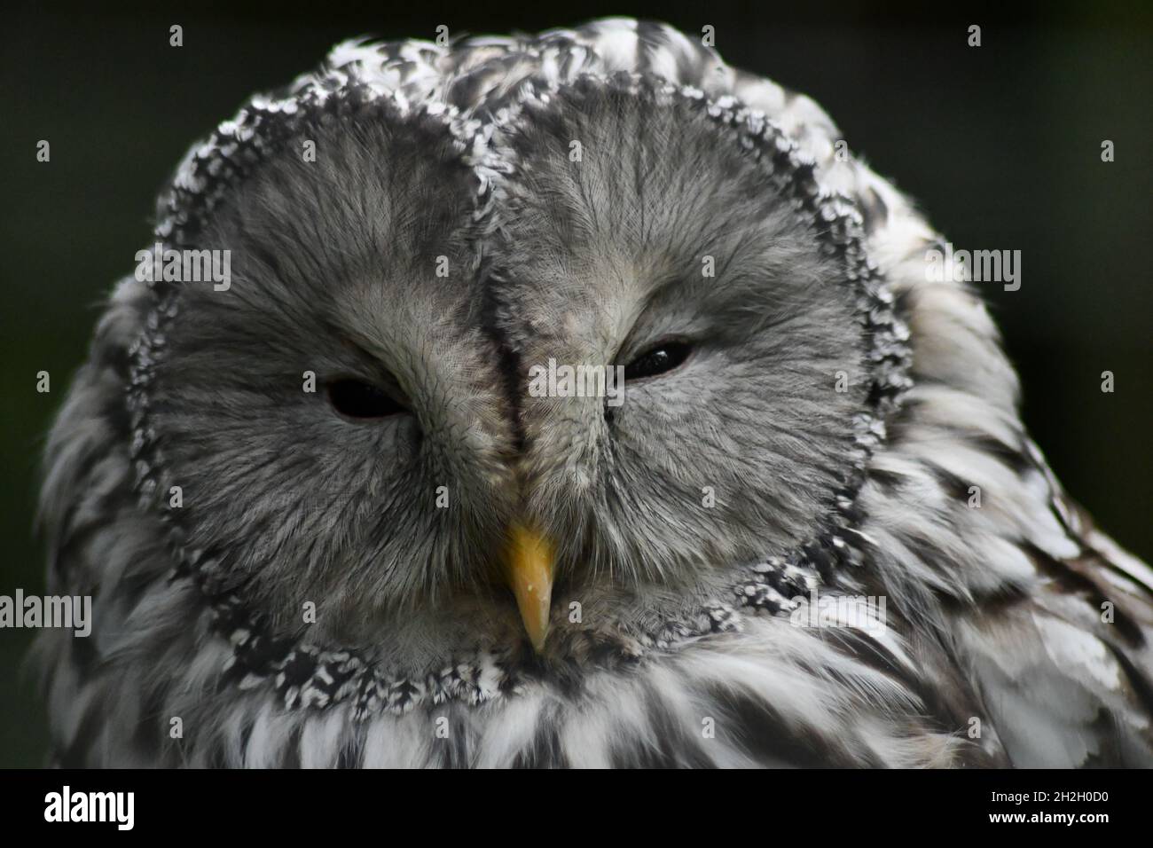 A close up of an Ural Owl, Strix Uralensis, with sleepy eyes Stock ...