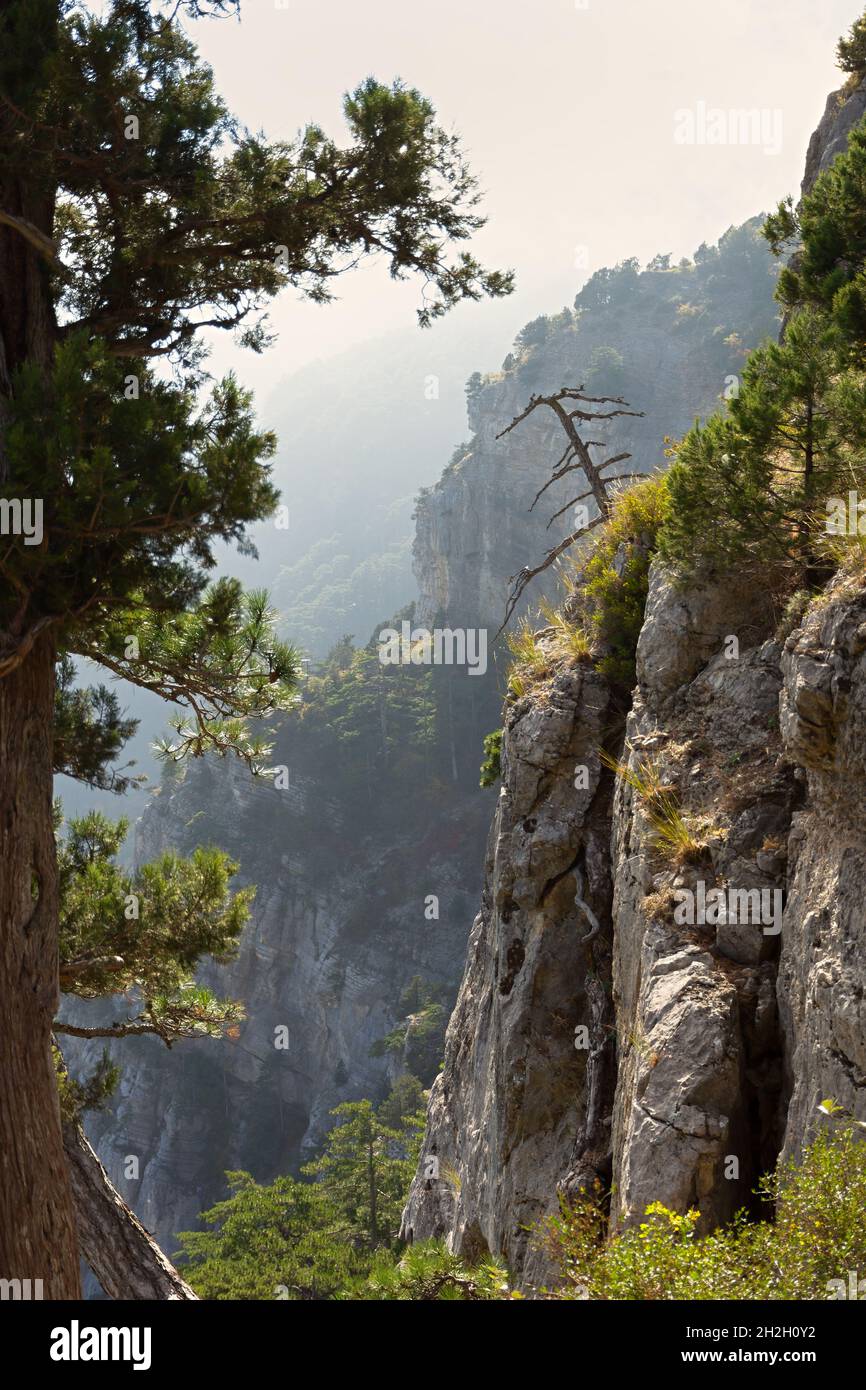 Mountain pine cliff. Atmospheric vertical landscape with majestic trees ...