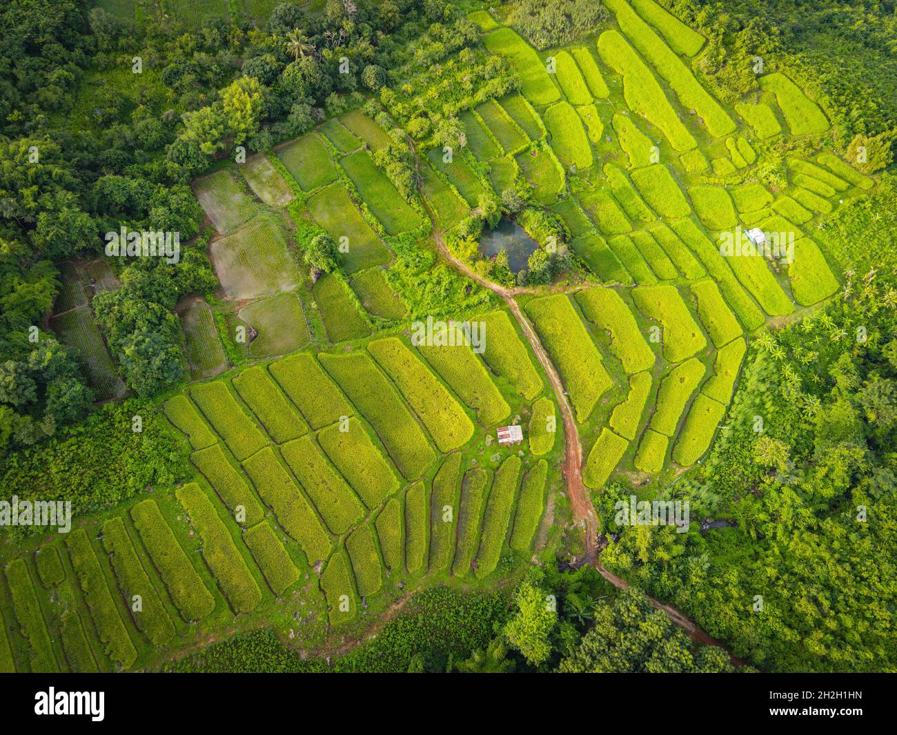 Terraces rice field - Top view rice field from above with agricultural ...